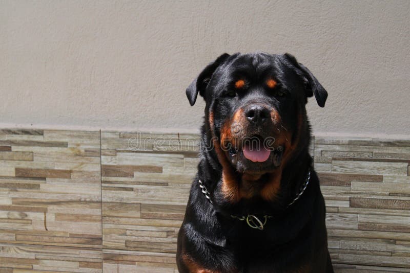 The Monster of a Rottweiler Stock Image - Image of cute, animal: 174981461