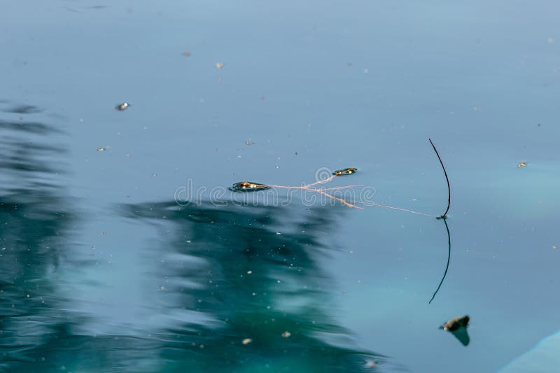 A Monster Swims from the Dark Waters To the Light Stock Image - Image ...