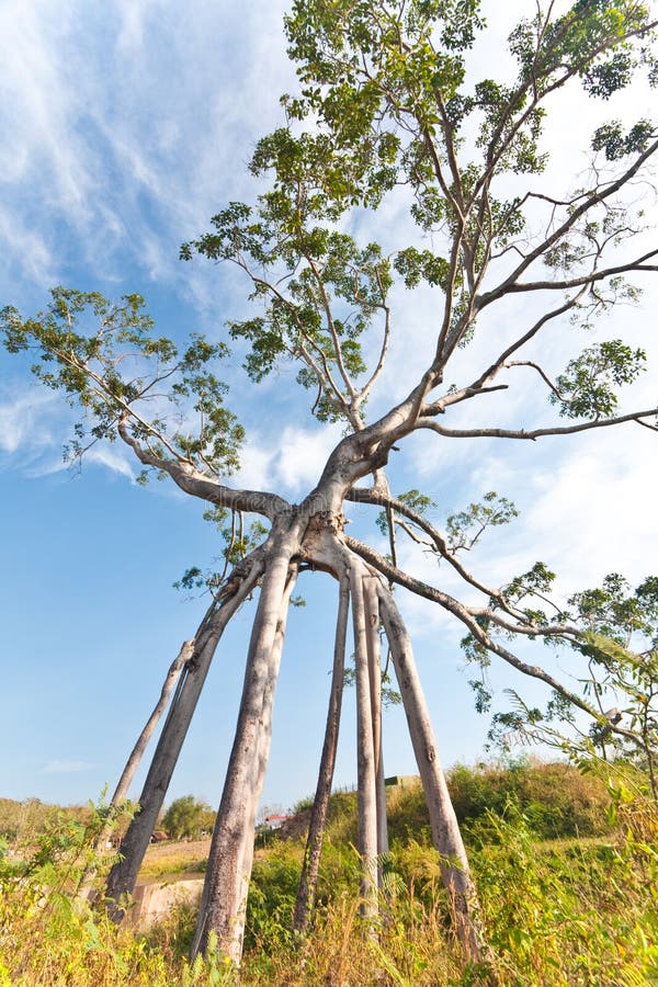Monster tree stock image. Image of scenic, plants, alone - 14510701