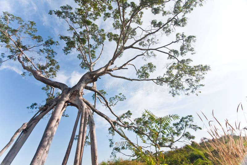 Monster tree-2 stock photo. Image of single, organic - 14510734