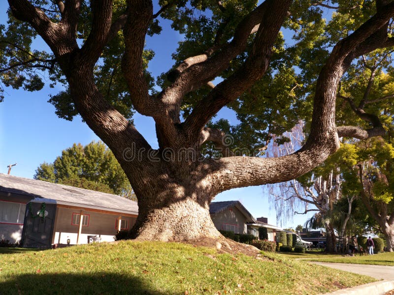 Monster tree stock photo. Image of dominate, wide, lawn - 22642342