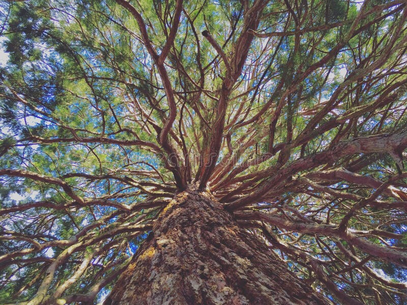 Monster stock image. Image of nature, monster, tree, forest - 80599617