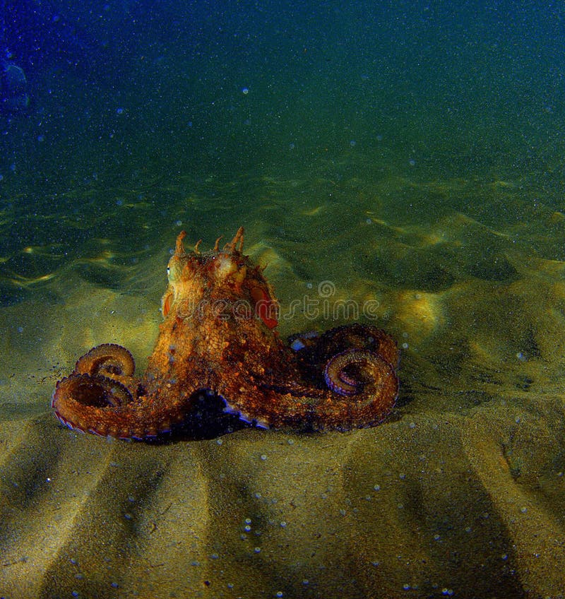 117 Seabed Muddy Stock Photos - Free & Royalty-Free Stock Photos from ...