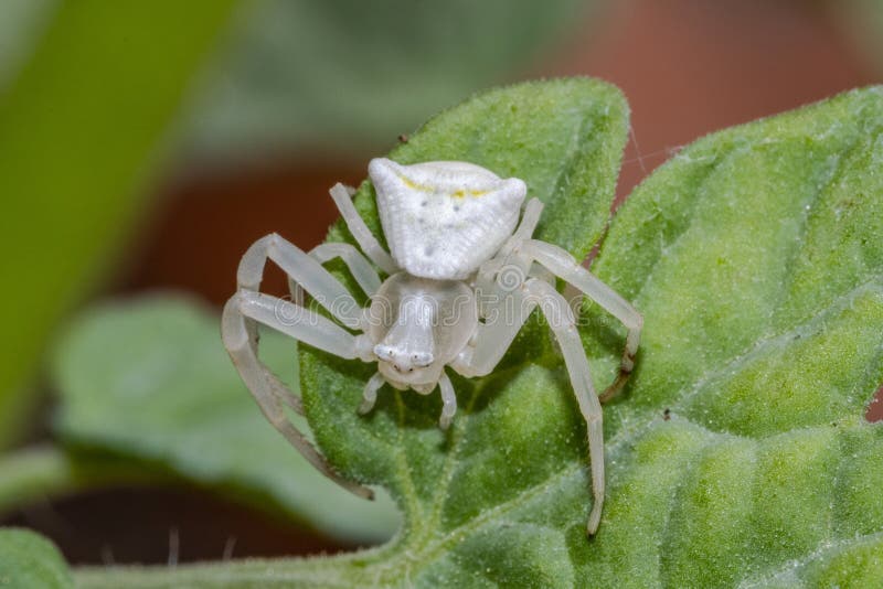 Monster Van Witte Krabspin Thomisus Onustus Thomisidae Stock Foto ...