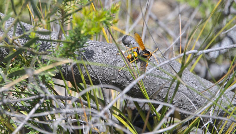 Monster wasp in the park stock image. Image of wings - 237583989
