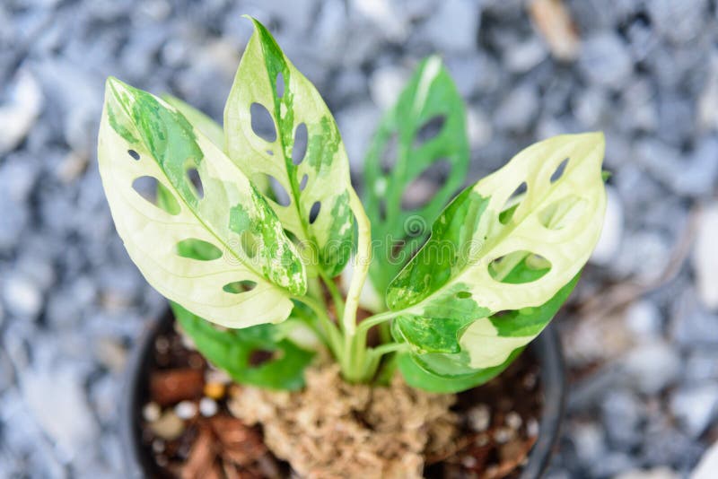 Monstera Adansonii Albo Variegated Giant Stock Photo - Image of aroid ... Monstera Adansonii Albo Variegated Giant Stock Photo - Image of aroid ...