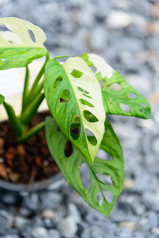 Monstera Adansonii Albo Variegated Giant Stock Photo - Image of nature ... Monstera Adansonii Albo Variegated Giant Stock Photo - Image of nature ...