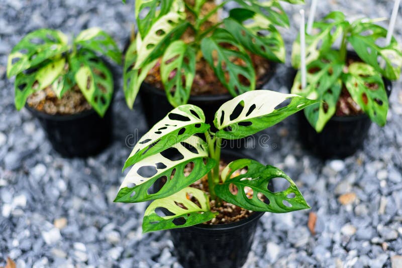 Monstera Adansonii Albo Variegated Giant Stock Photo - Image of nice ... Monstera Adansonii Albo Variegated Giant Stock Photo - Image of nice ...