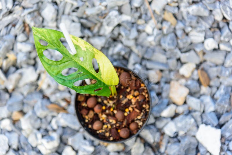 Monstera Adansonii Aurea Variegated Giant Stock Image - Image of ... Monstera Adansonii Aurea Variegated Giant Stock Image - Image of ...