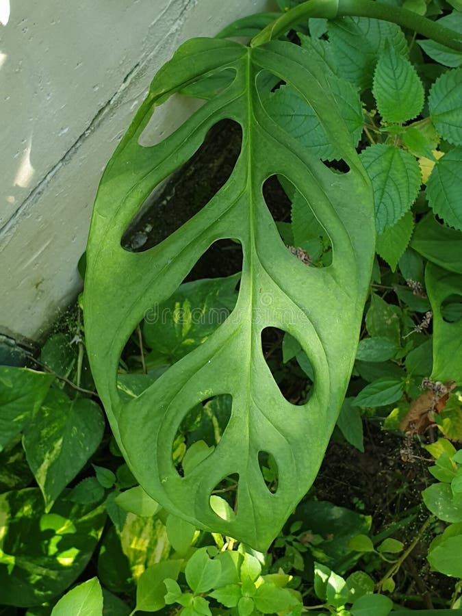 Monstera Adansonii Leaf Hole Texture Stock Photo - Image of produce ...