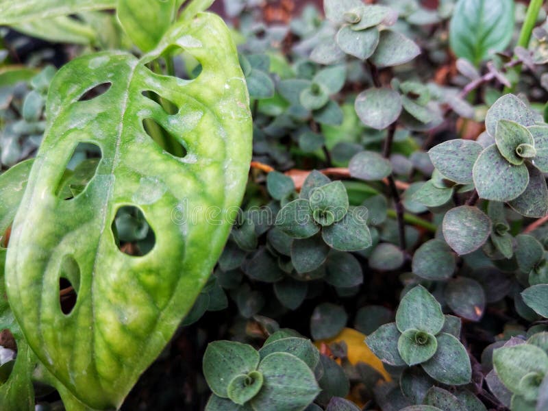 Monstera Adansonii on the Terrace Stock Image - Image of interior ...