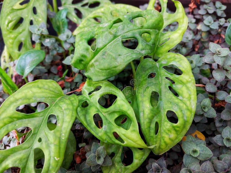 Monstera Adansonii on the Terrace Stock Photo - Image of apartment ...