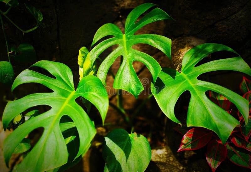 Monstera Brazilian Form stock photo. Image of rainforest - 239260888