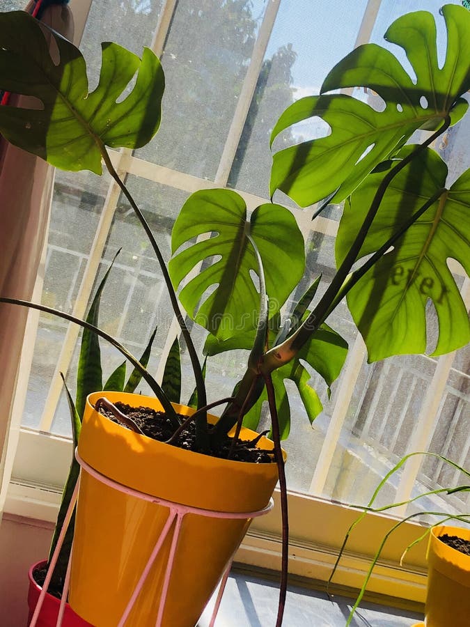 Monstera stock photo. Image of light, monstera, cute - 201359584