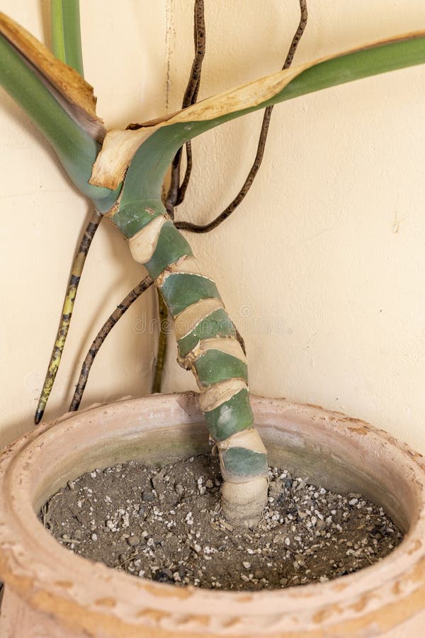 Monstera Deliciosa Aerial Roots Closeup Stock Photo - Image of ...
