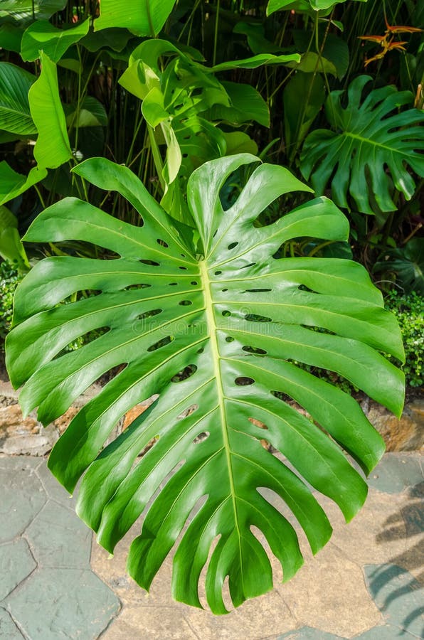 Monstera Deliciosa Blatt stockbild. Bild von horizontal - 7720157