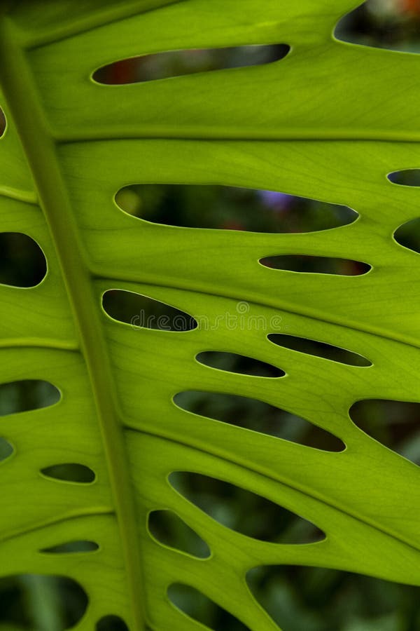 Monstera Deliciosa Blatt stockbild. Bild von horizontal - 7720157
