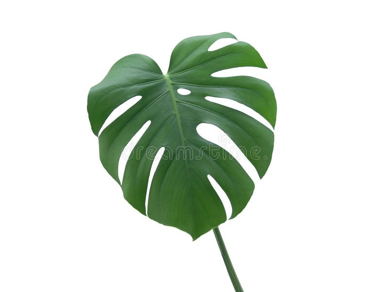Monstera Deliciosa Blatt stockbild. Bild von horizontal - 7720157