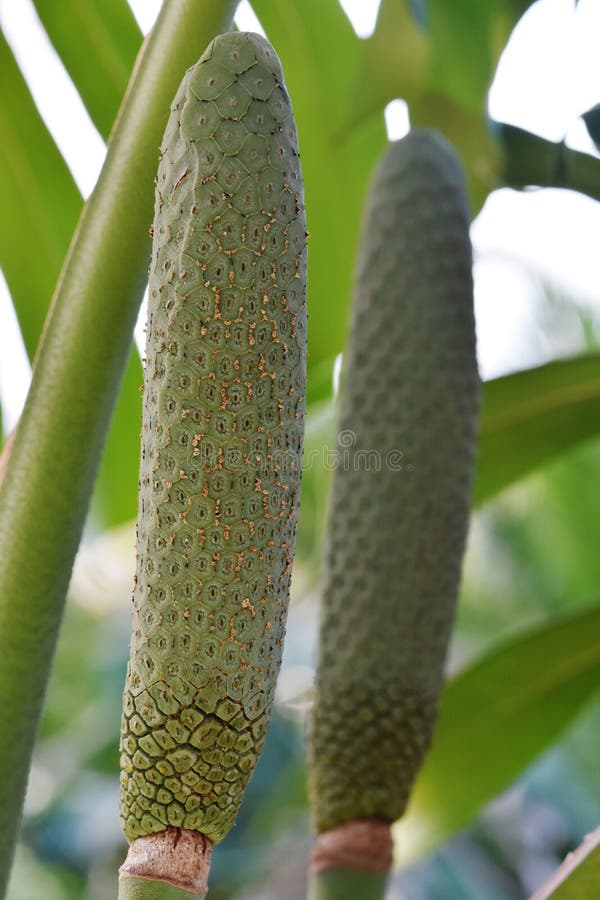 Monstera Deliciosa Breadfruit Tree Fruit Stock Image - Image of ...