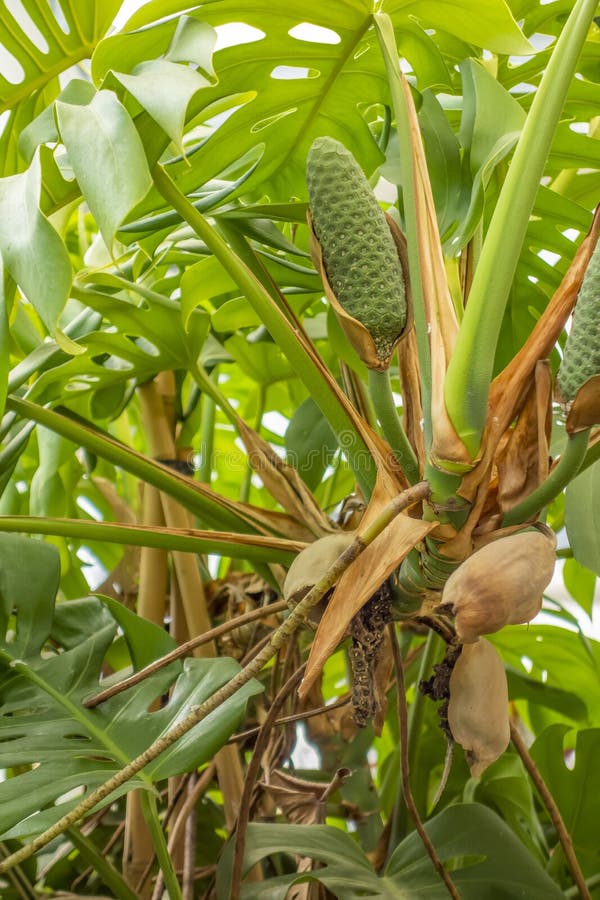 Planta De Fruto De Monstera Foto de Stock - Imagem de plantas, banana ...