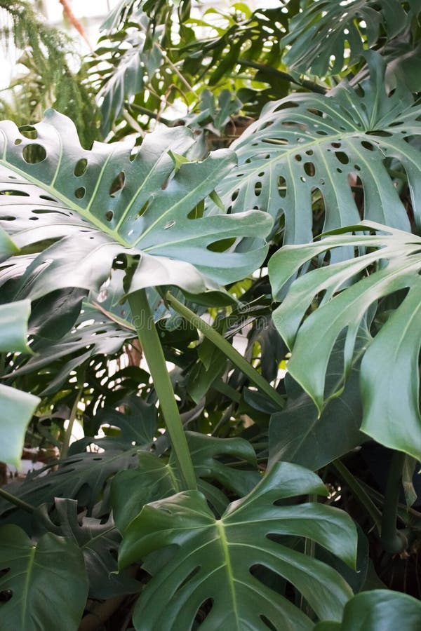 Monstera Deliciosa Green Leaves. Tropical Composition Stock Photo ...