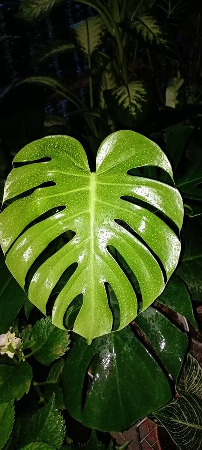 Monstera King Deliciosa Stock Photos - Free & Royalty-Free Stock Photos ...