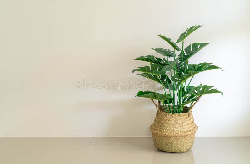 Monstera in Wicker Basket Pot with Wall Stock Photo - Image of indoor ...