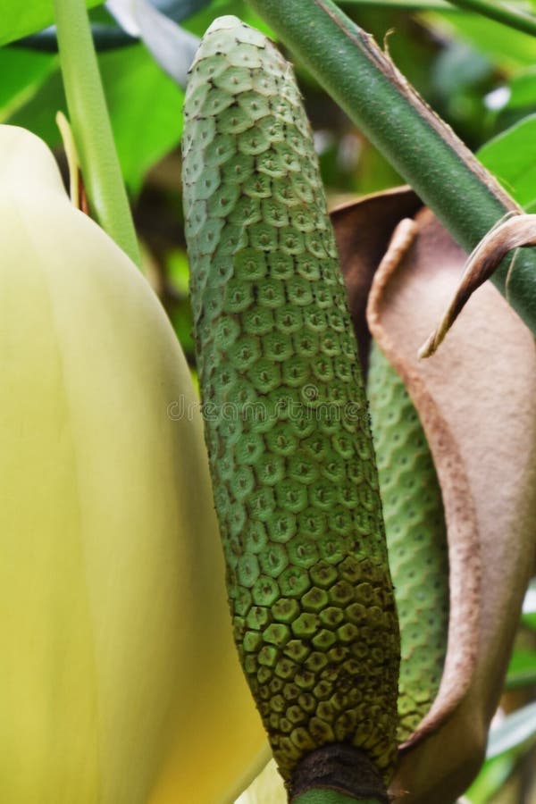 Monstera deliciosa stock image. Image of plant, fruit - 99216621