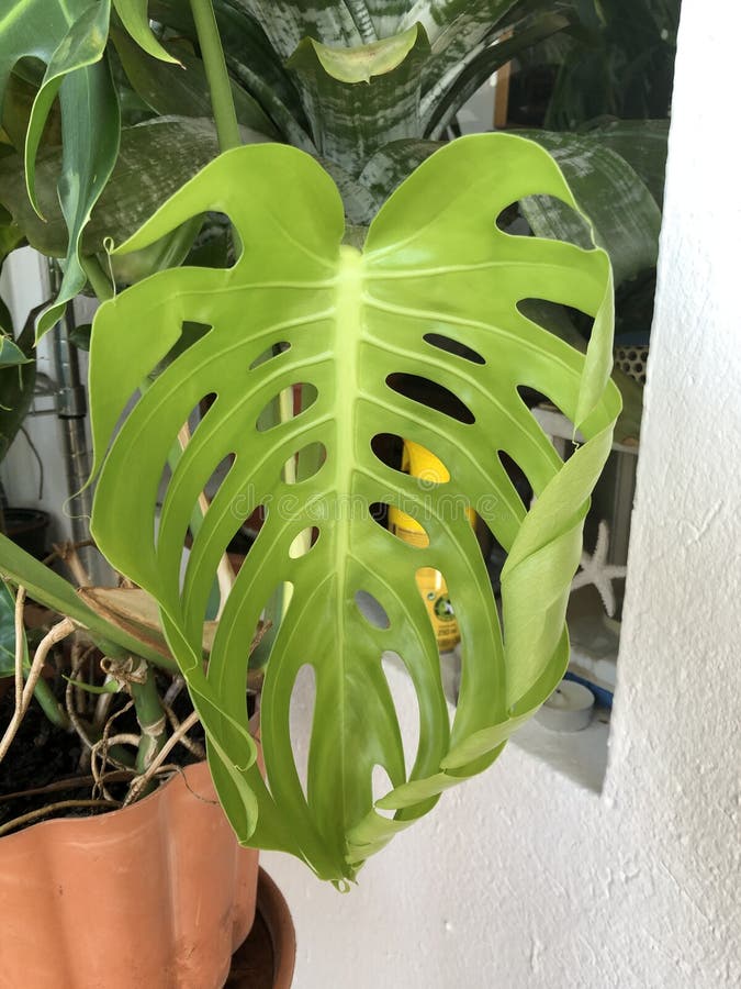 Monstera Deliciosa Opening Leave Stock Photo - Image of monstera ...