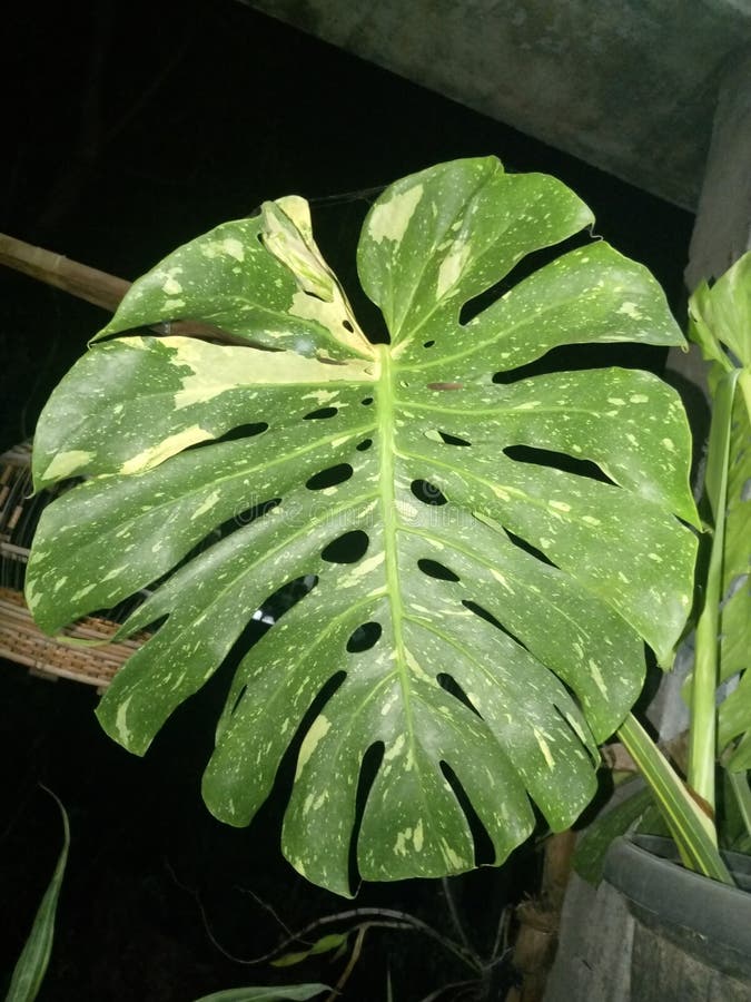 Monstera Deliciosa Thai Constallation Stock Image - Image of const ...