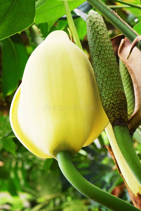 Monstera deliciosa stock image. Image of flower, monstera - 99216797
