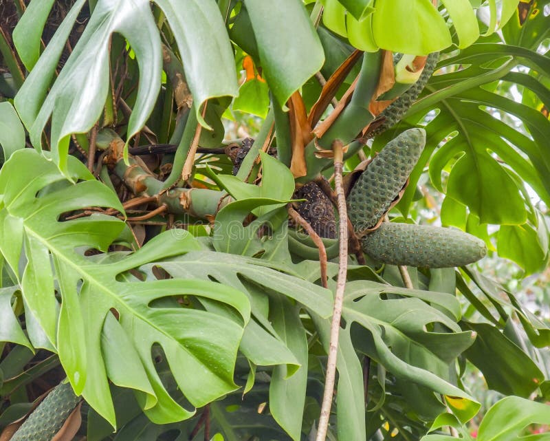Monstera Deliciosa Med Frukt Arkivfoto - Bild av grön, vinkel: 156412094