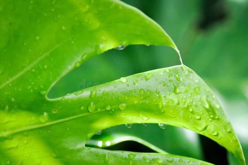 Monstera, Herricane Plant or Swiss Cheese Plant and Rain Drop Stock ...
