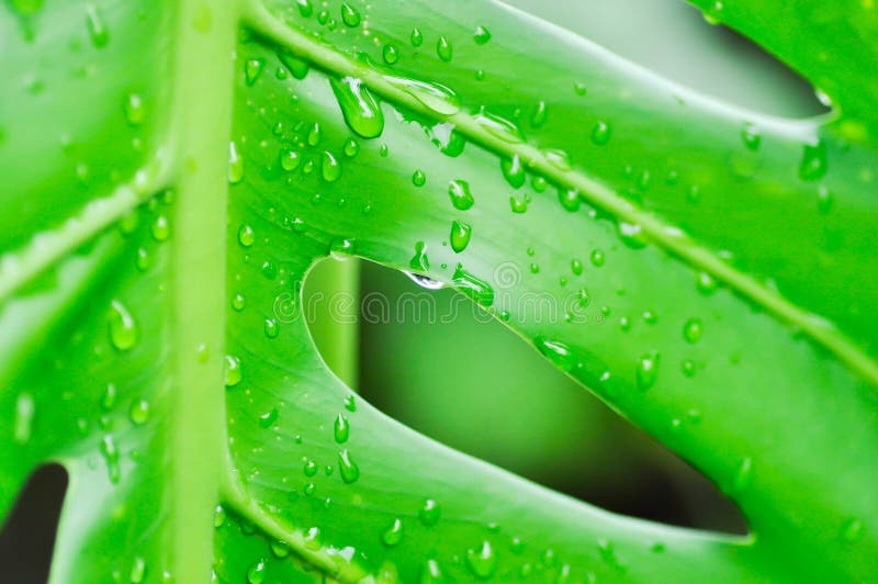 Monstera, Hurricane Plant or Swiss Cheese Plant Stock Image - Image of ...