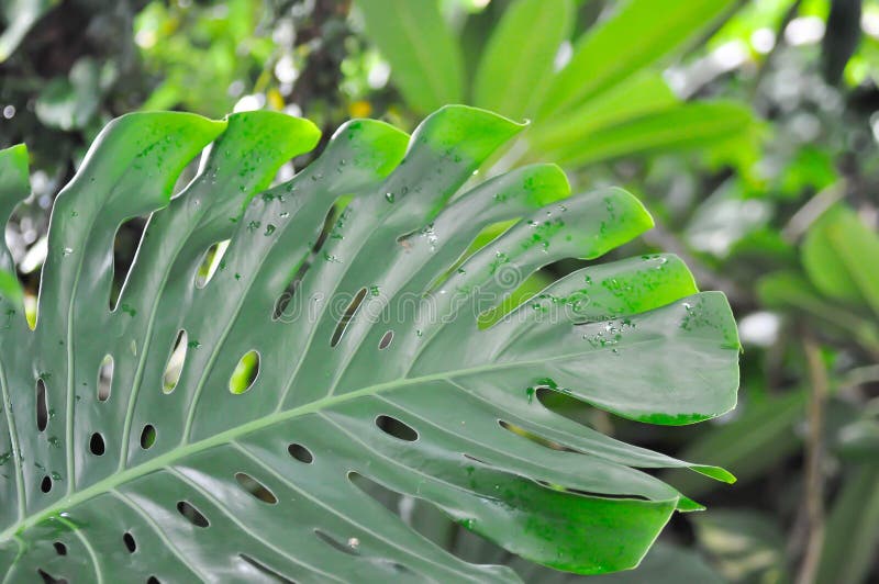 Monstera, Hurricane Plant or Swiss Cheese Plant and Rain Drop Stock ...
