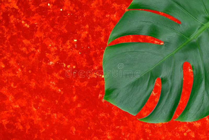 Monstera Leaf on a Bright Red Background with Strokes of Paint ...