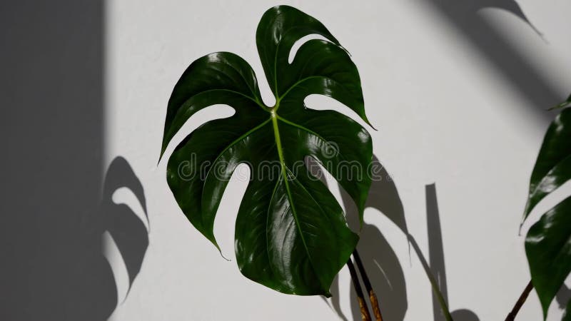 Monstera Leaf Casting Dramatic Shadow on White Wall, Minimalistic ...