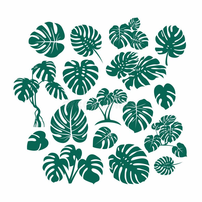 Monstera Leaf Illustration Icon Set. Monstera Vector Illustration Stock Vector - Illustration of ...