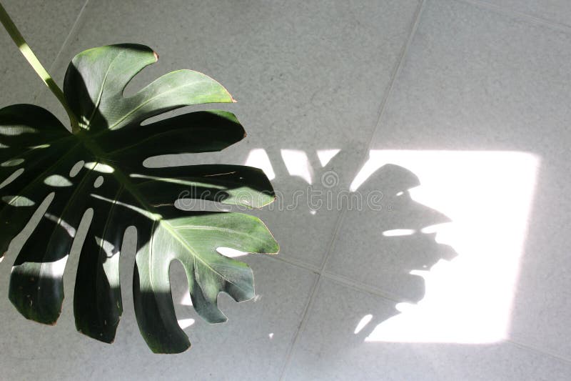 Monstera Leaf Its Shadow Stock Photos - Free & Royalty-Free Stock ...