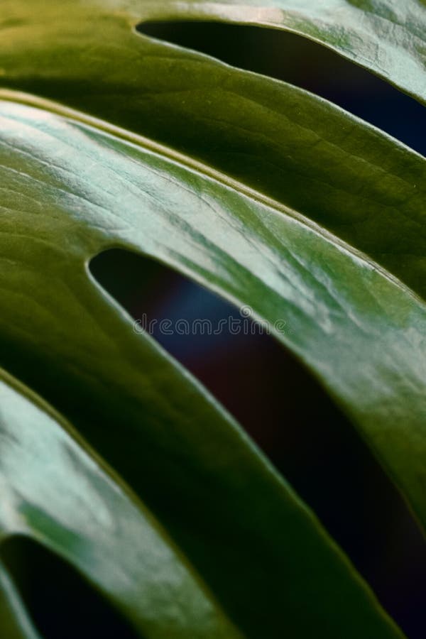 Monstera Leaf Macro Photo. Close Up Stock Photo - Image of monstera ...