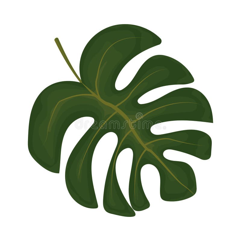 Monstera leaf icon stock illustration. Illustration of monstera - 250376748