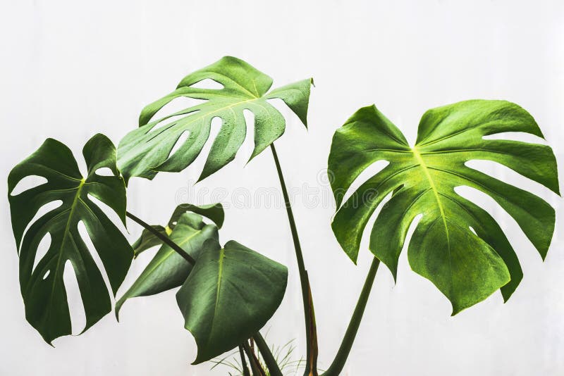 Monstera Leaf , Philodendron Plant Stock Photo - Image of deliciosa ...