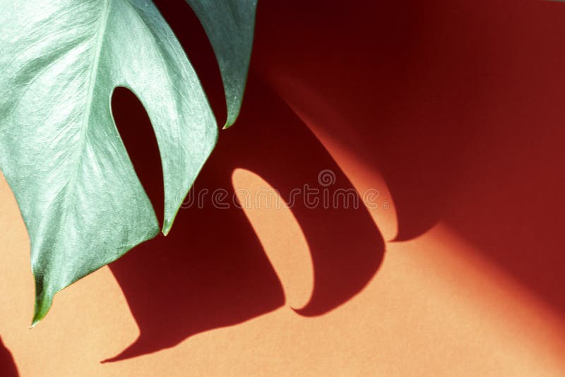 Monstera Leaf on a Red Background. Stock Photo - Image of garden ...