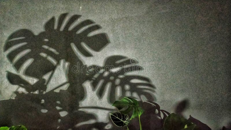 Monstera Leaf Shadow in Night Time Stock Photo - Image of time, night ...