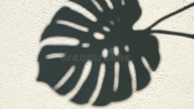 Monstera Leaf Shadow Pattern on Textured Wall - Tropical Aesthetic and ...