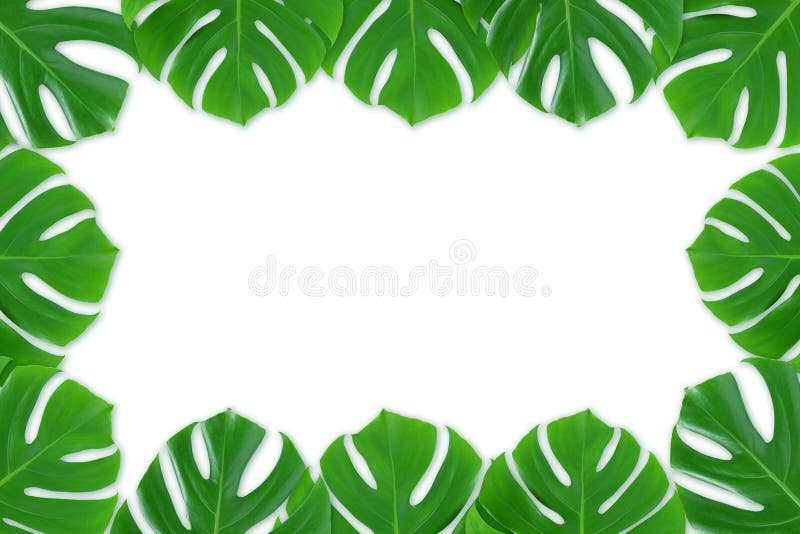 Monstera Leaves Frame on White Background Stock Photo - Image of nature ...