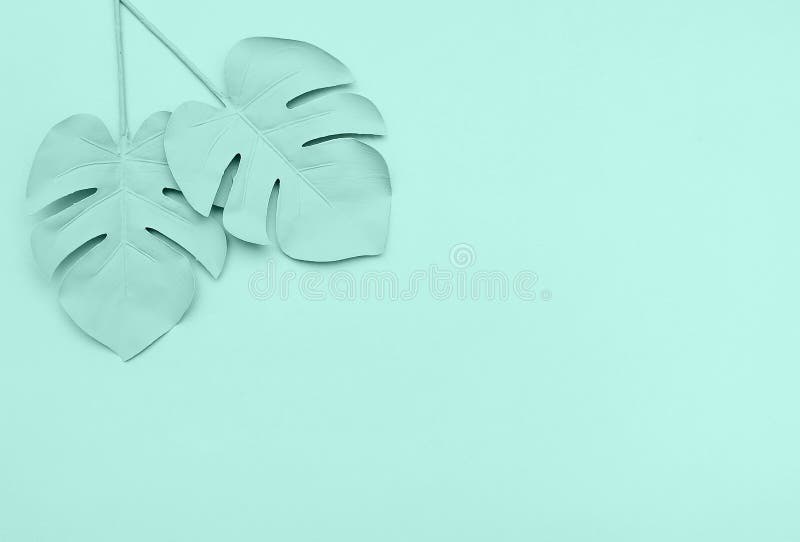 Monstera Leaves on Mint Color Background. Stock Image - Image of ...