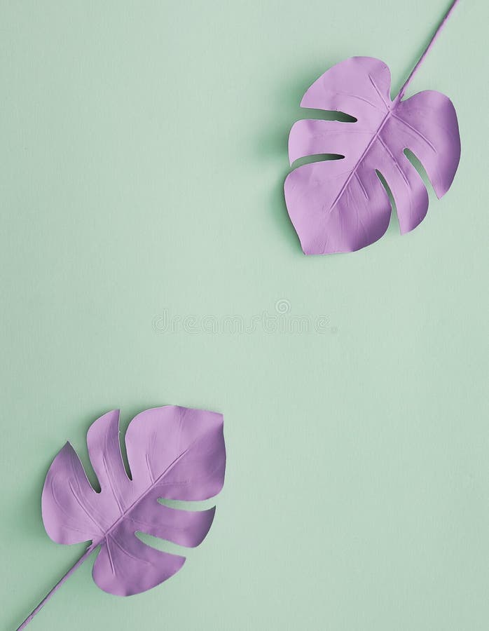 Monstera Leaves on Mint Color Background. Stock Image - Image of nature ...