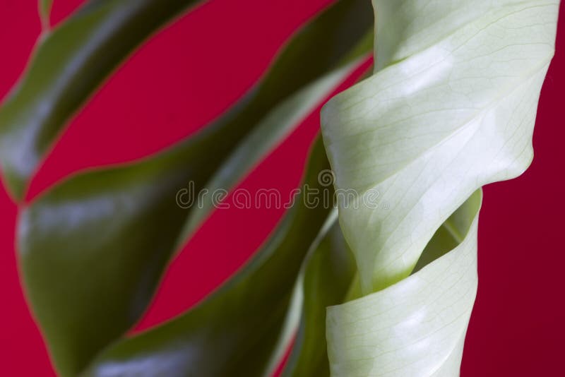 Monstera leaves on red stock image. Image of indoors, plant - 7758245