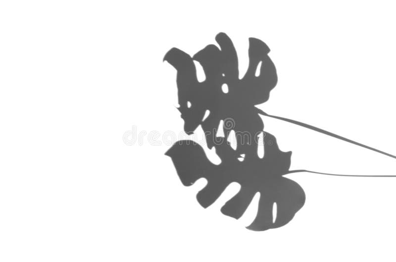 Monstera Leaves Shadow Overlay Stock Image - Image of blurry, design ...